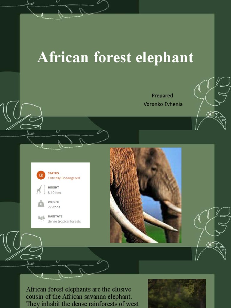 African Forest Elephant | PDF | Poaching | Crime & Violence