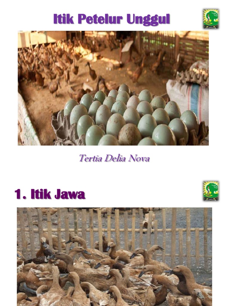 Jenis-jenis Itik Petelur Unggul Indonesia | PDF | Memasak, Makanan ...