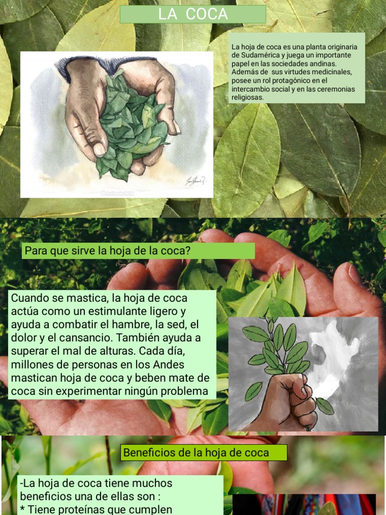 Diapositivas de La Coca 4to Blanco Santa Ana | PDF | Relaciones ...