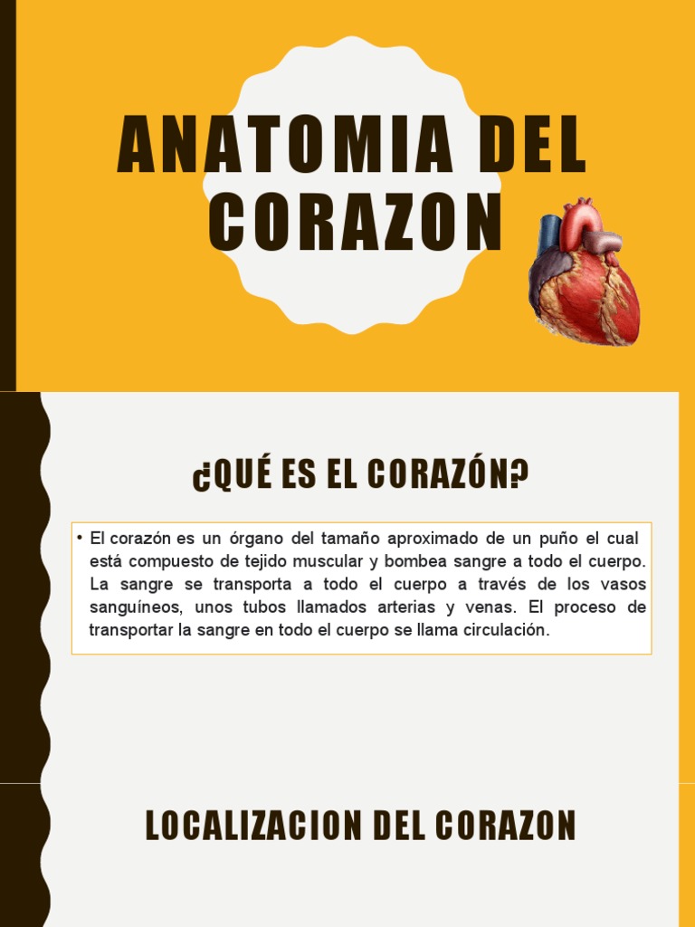 Anatomia Del Corazon Pdf Corazón Ventrículo Corazón