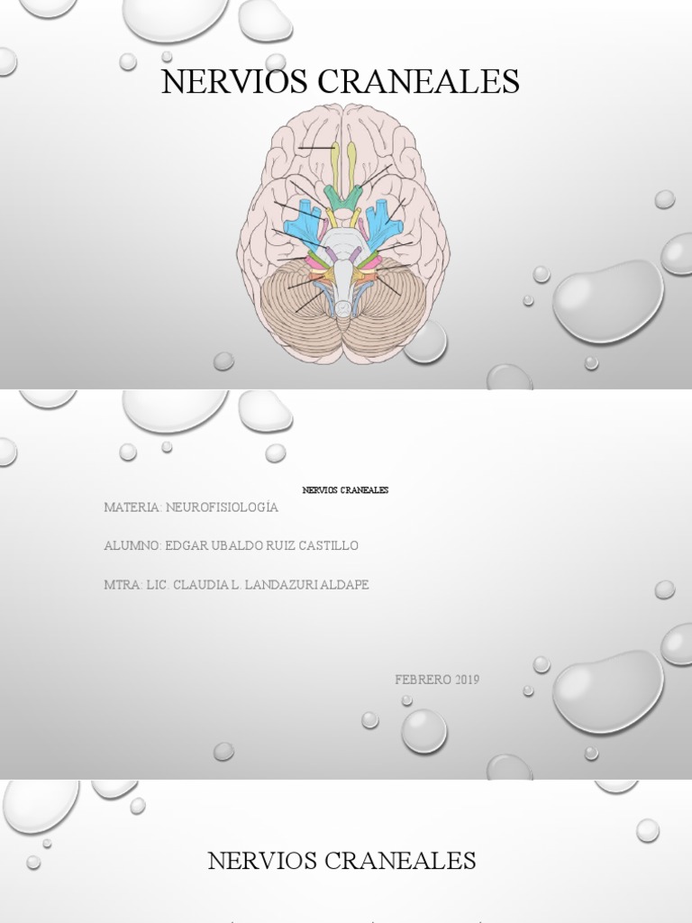 Nervios Craneales. Neurofisiologia | PDF | Neurociencia | Órgano (anatomía)