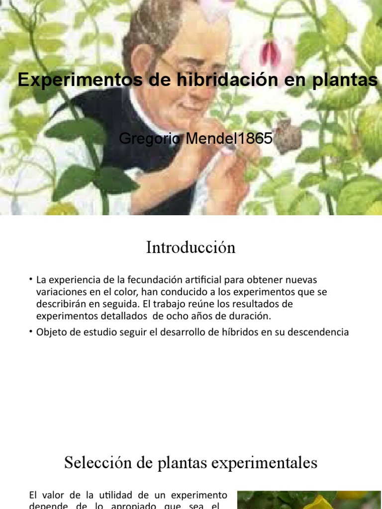 Hibridación de Plantas: Experimentos de Mendel | PDF | Dominancia ...