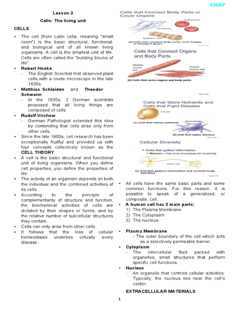 Anaphy 3 | PDF | Cell Membrane | Endoplasmic Reticulum