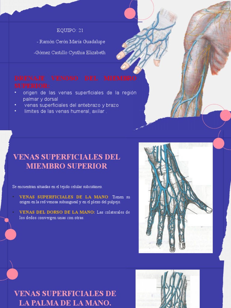 Venas Del Miembro Superior | PDF