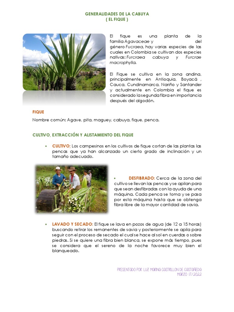 Generalidades de La Cabuya Marzo 2022 | PDF | Telar | Textiles