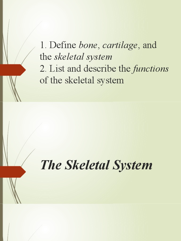 Skeletal SYatem | PDF | Anatomical Terms Of Motion | Skeleton