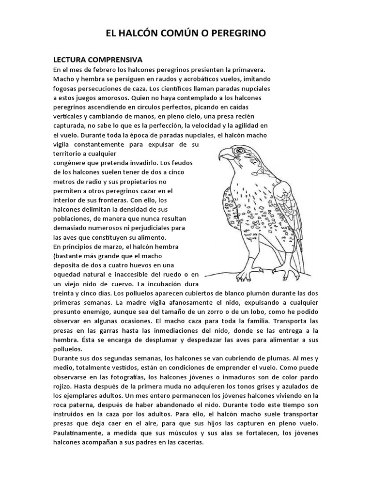 El Halcón Común o Peregrino | PDF | Aves | Aves holarctic