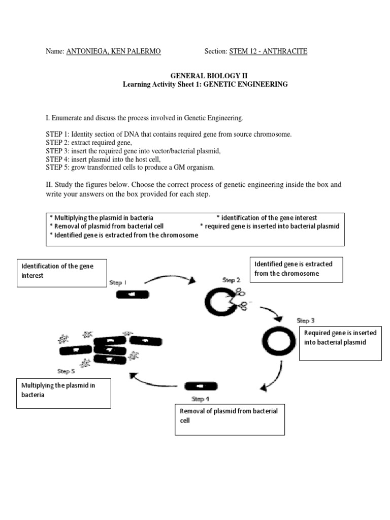 Genetic Engineering Process Overview | PDF | Genetic Engineering | Plasmid