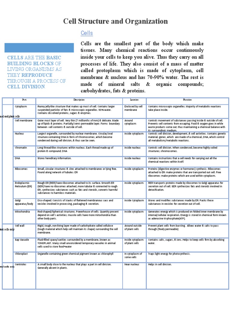 Understanding Cell Structure and Functions | PDF | Endoplasmic ...