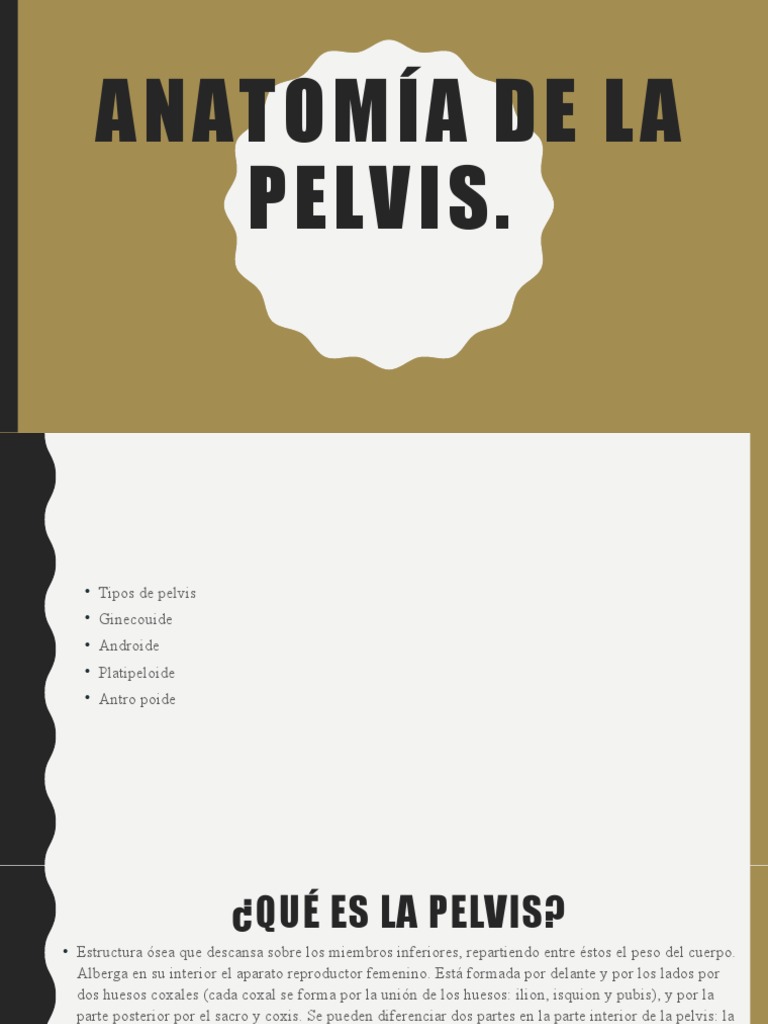 2 3anatomía De La Pelvis Pdf Pelvis Anatomía