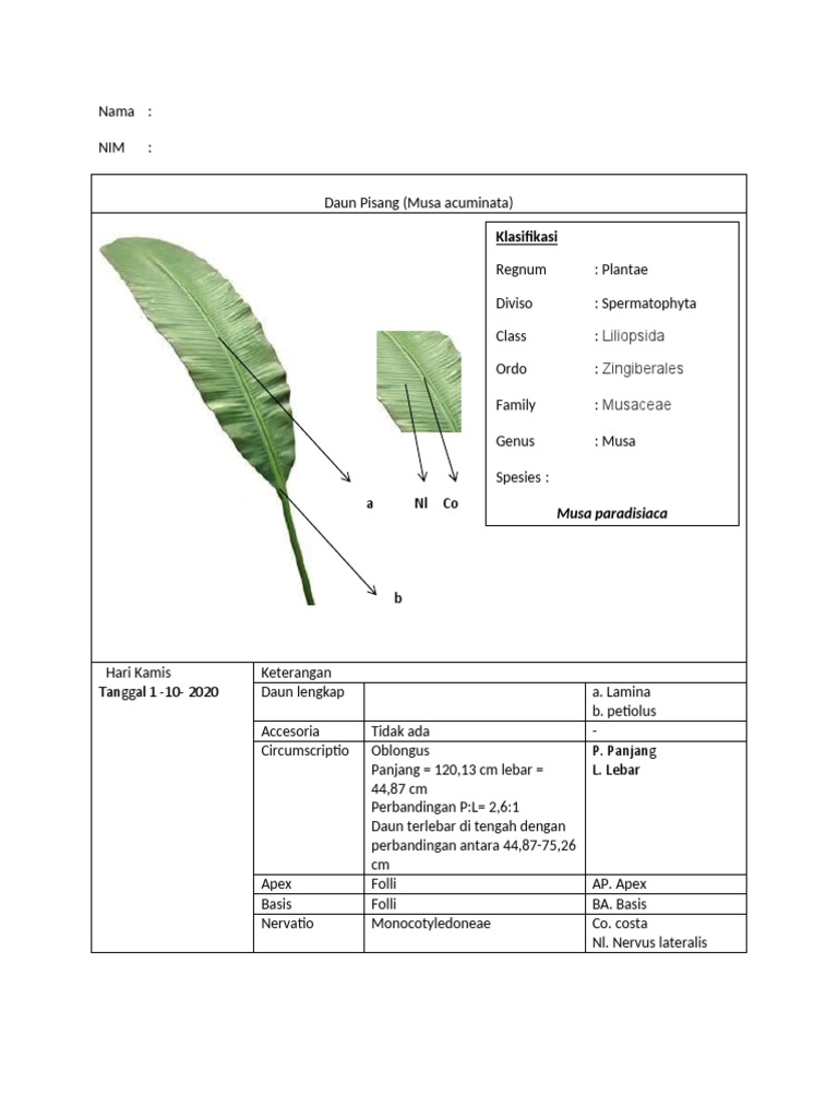 Jurnal Praktik Daun Pisang | PDF