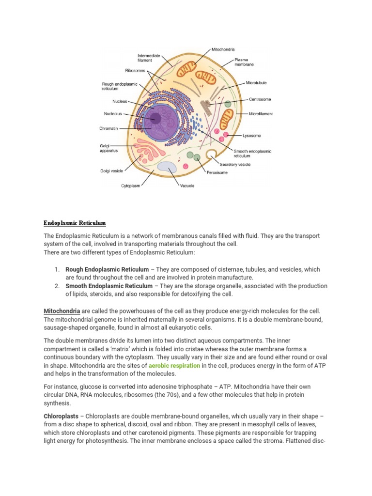 Gen Bio | PDF | Cell (Biology) | Chloroplast