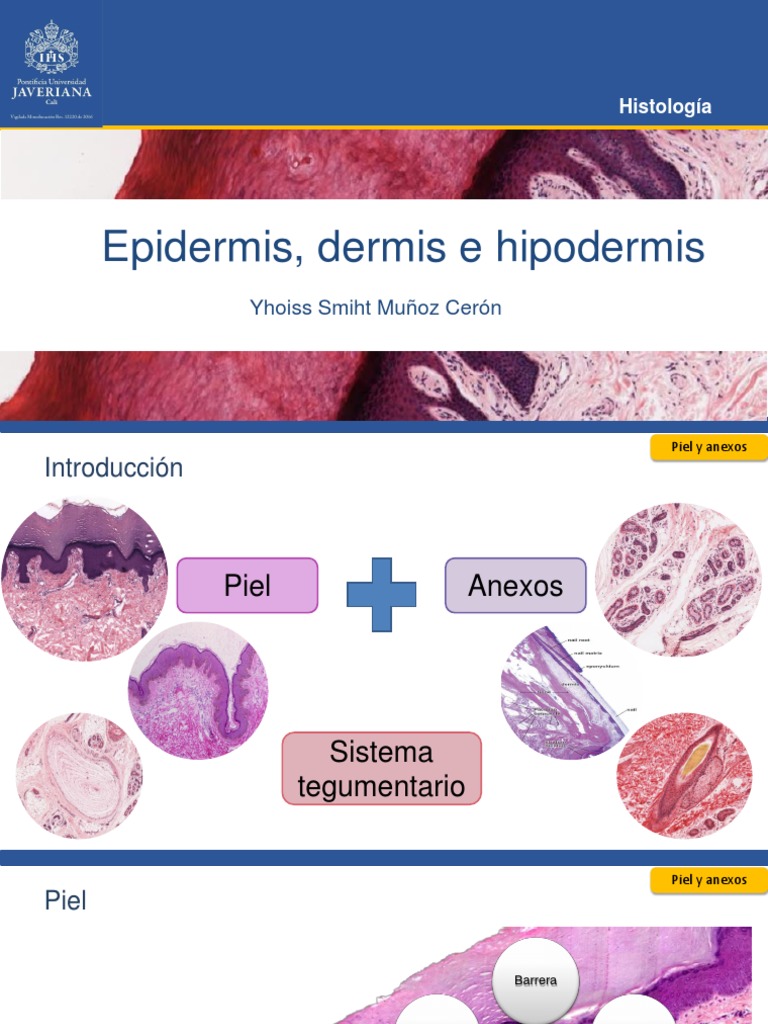 Epidermis, Dermis e Hipodermis | PDF | Piel | Epidermis