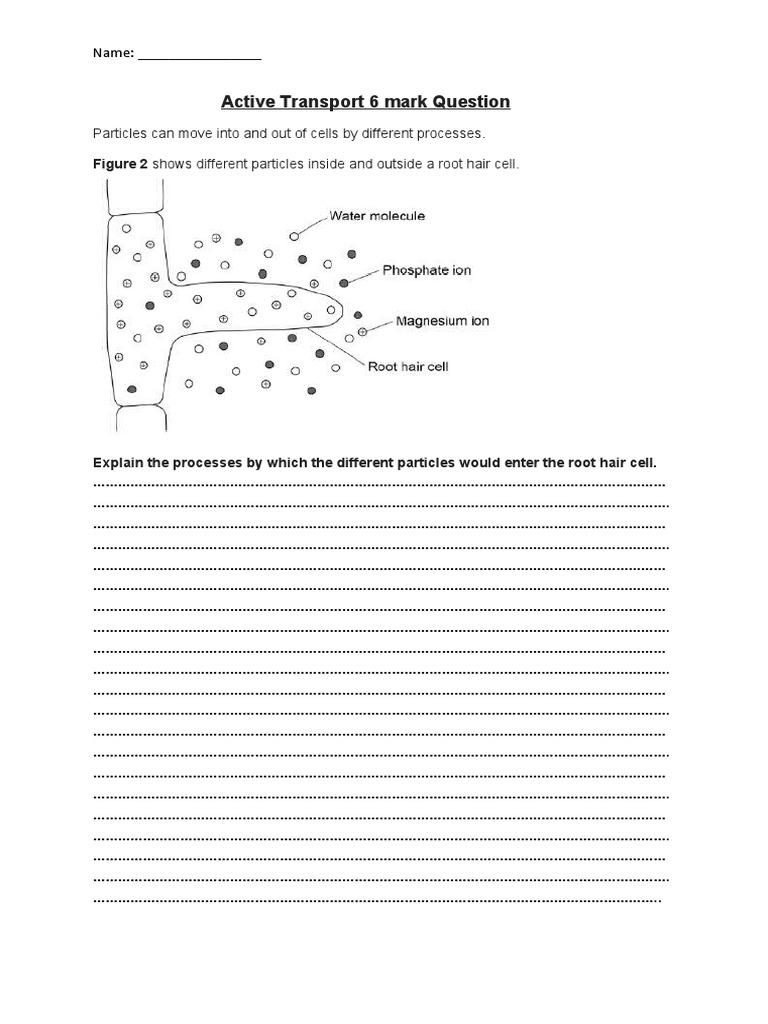 Active Transport | PDF