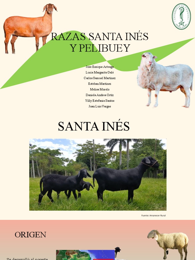 Razas de Ovejas Santa Inés y Pelibuey | PDF