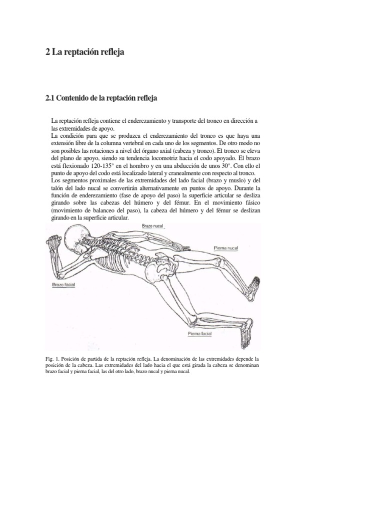 Reptación Refleja: Movimientos y Posturas | PDF | La columna vertebral ...