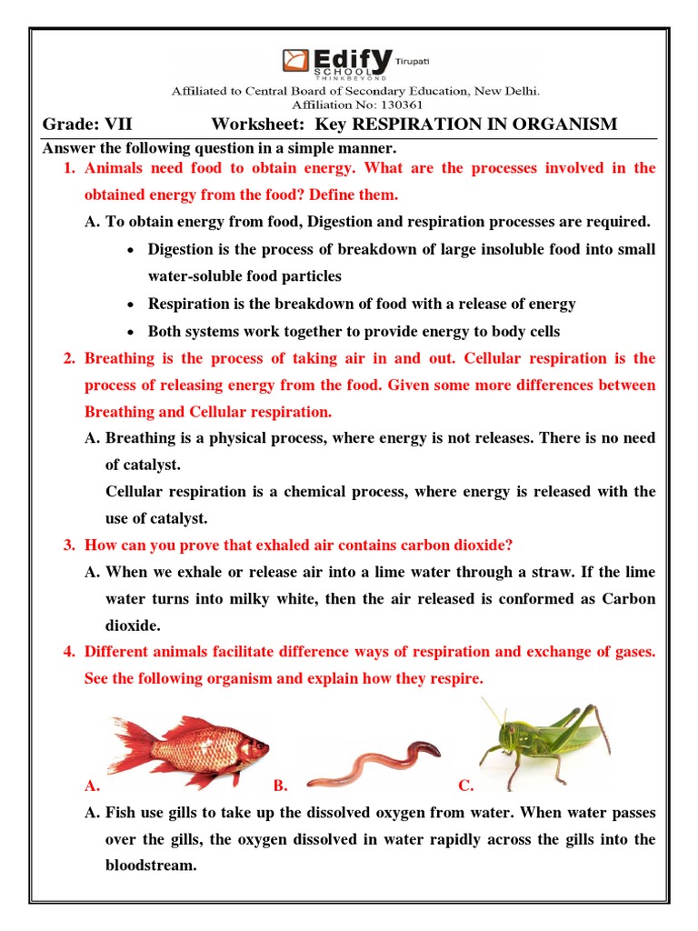 Grade: VII Worksheet: Key Respiration in Organism | PDF | Breathing | Lung