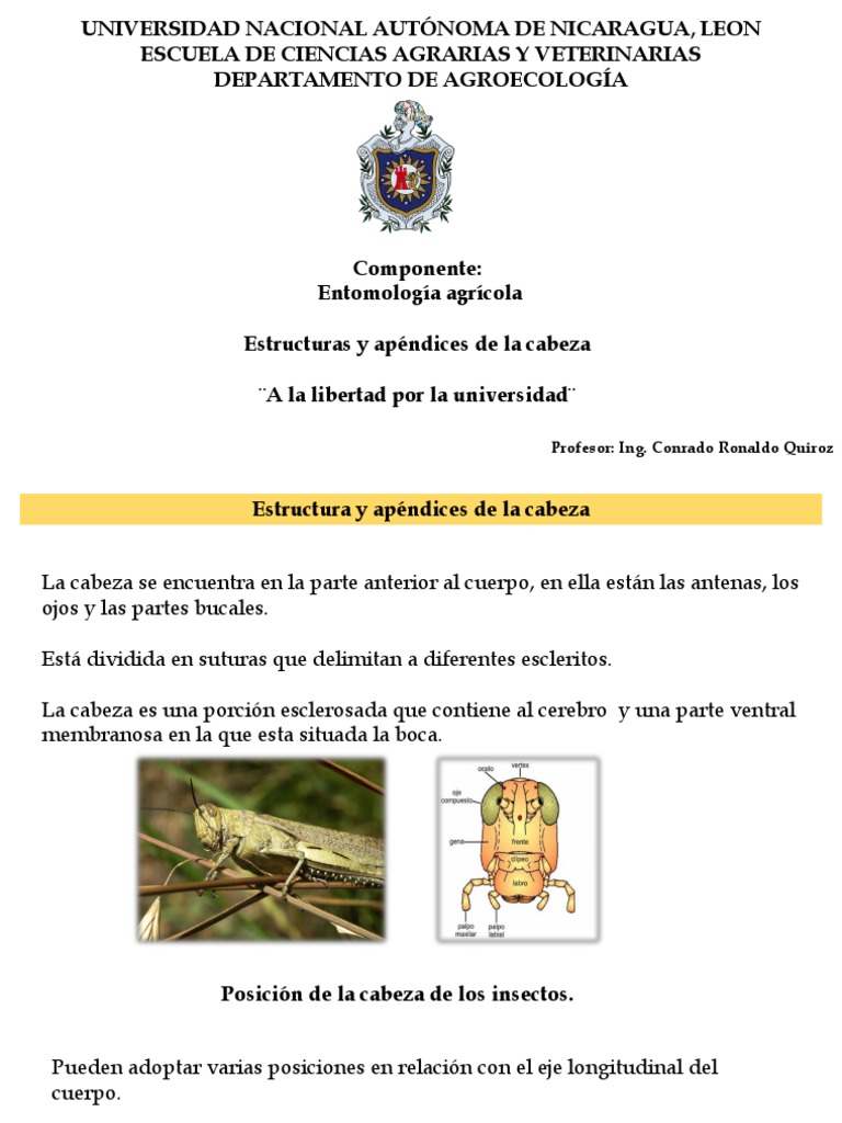 Estructura de La Cabeza de Los Insectos | PDF | Insectos | Artrópodos