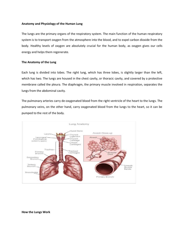 Anatomy and Physiology of The Human Lung | PDF | Lung | Blood