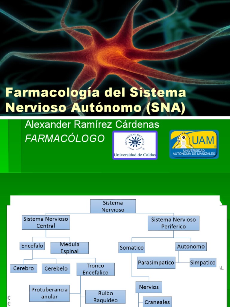 Farmacología Del Sistema Nervioso Autónomo (SNA) 2 | PDF | Acetilcolina | Especialidades Medicas