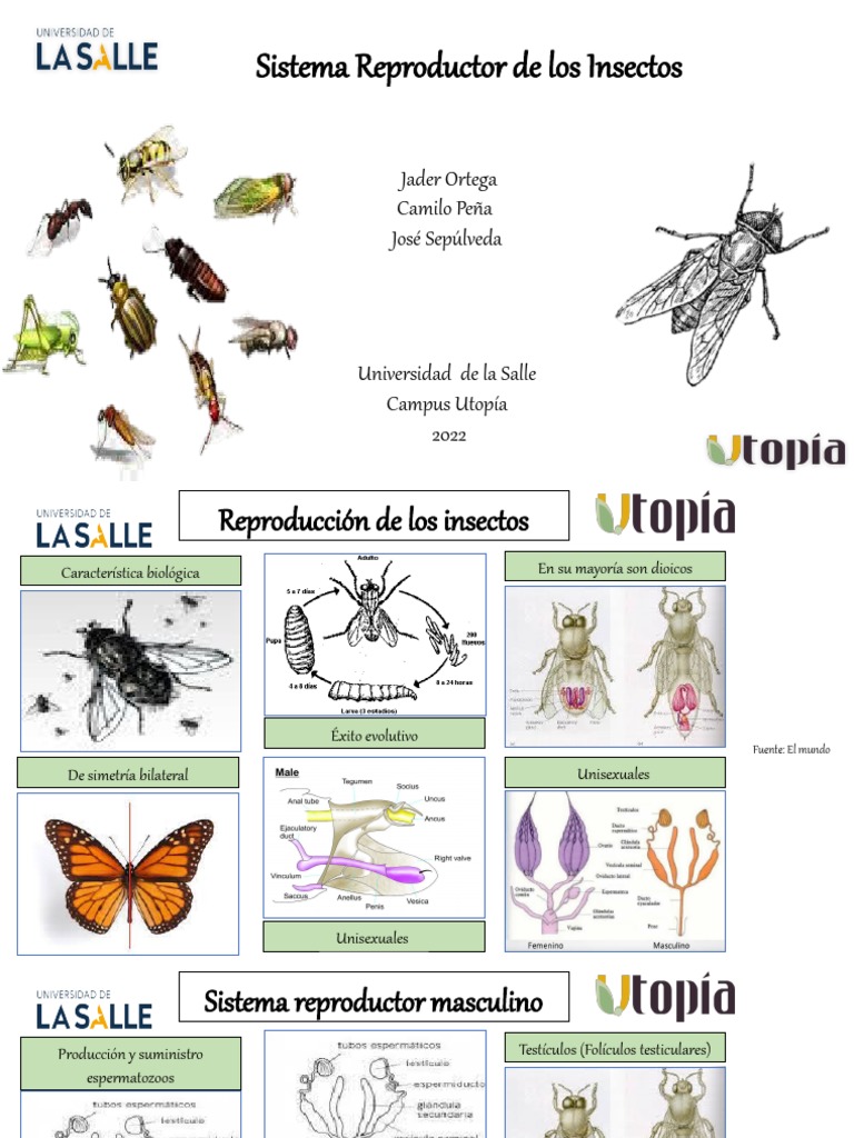 Sistema Reproductivo de Los Insectos | PDF | Huevo | Sistema reproductivo