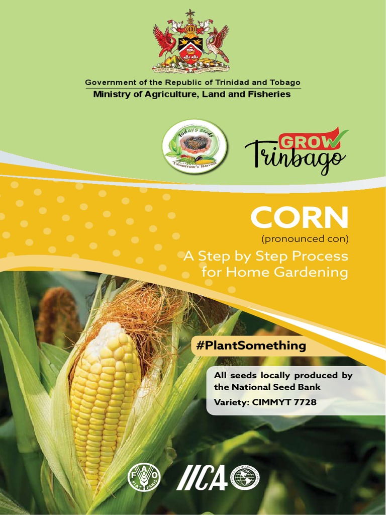 How2Grow Corn at Home | PDF | Fertilizer | Maize
