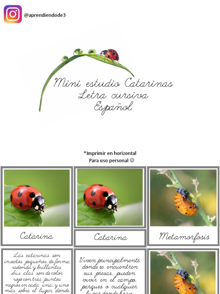 Catarinas | PDF | Coccinellidae | Insectos