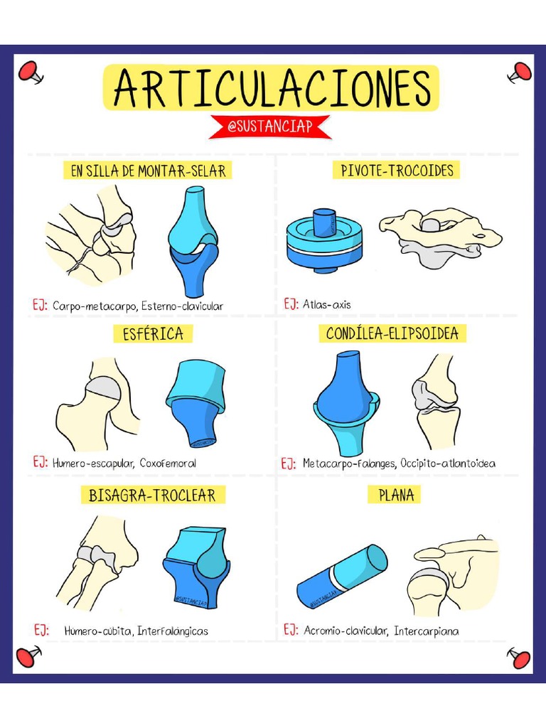 Articulaciones, Huesos y Musculos | PDF