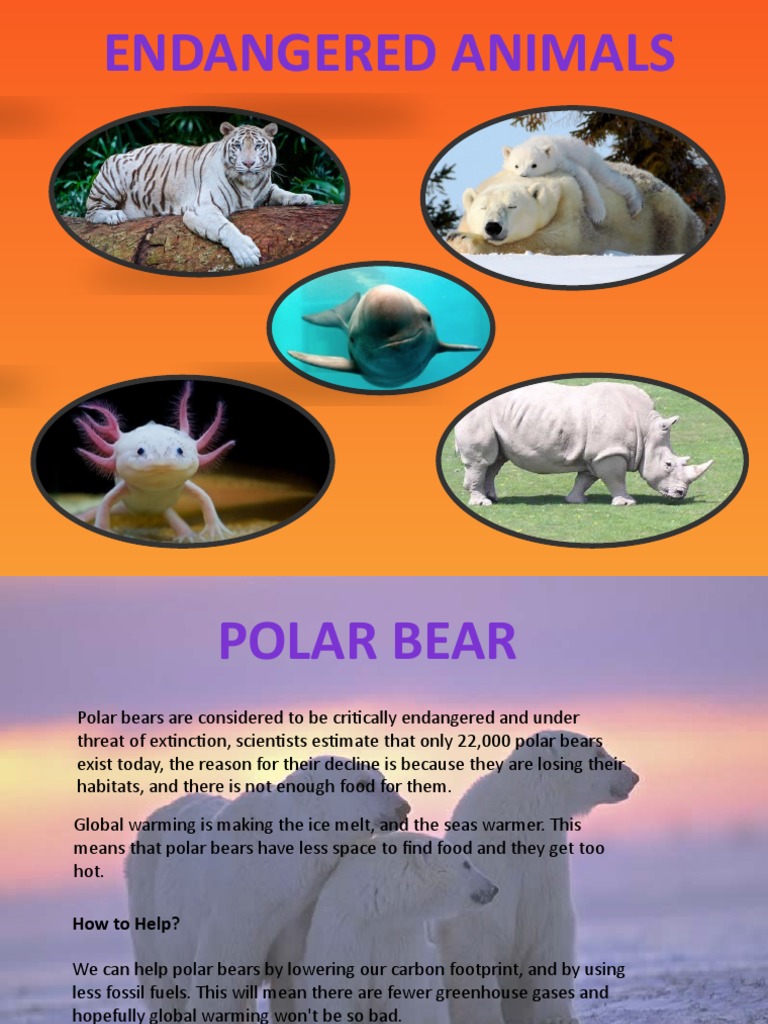 Engered Animals English Presentation | PDF | Tiger | Endangered Species