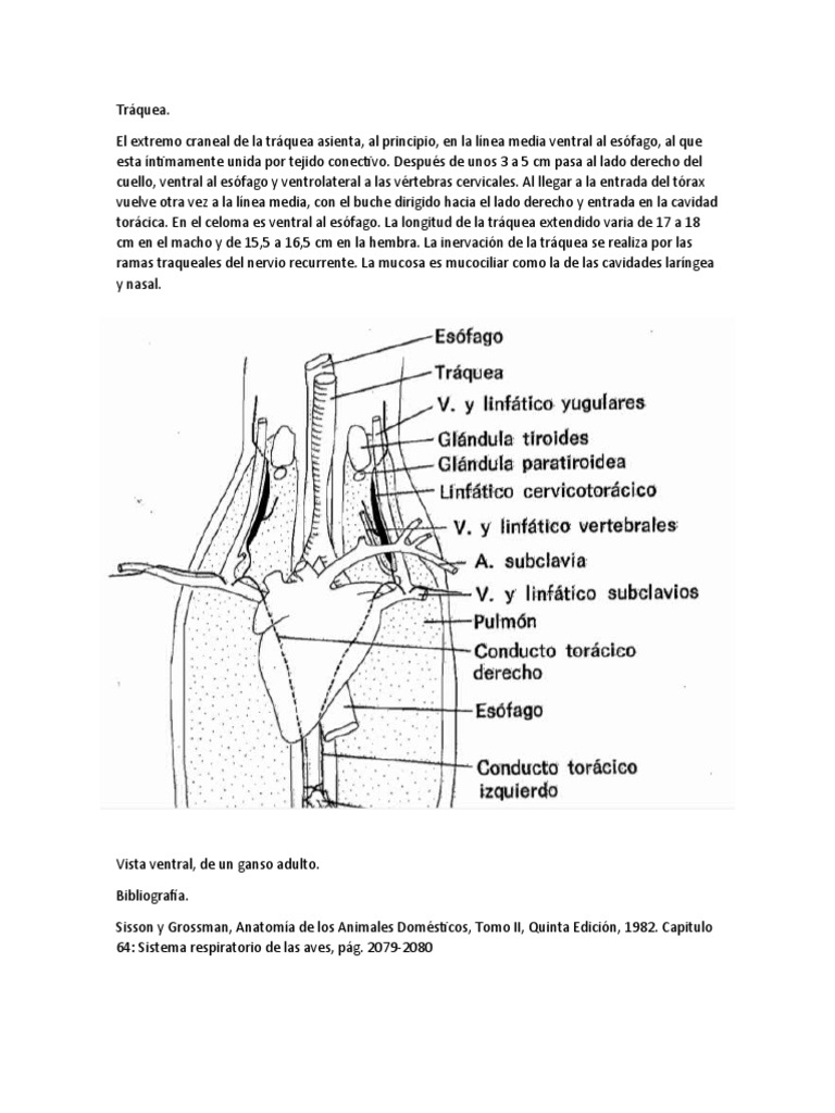 Tráquea | PDF