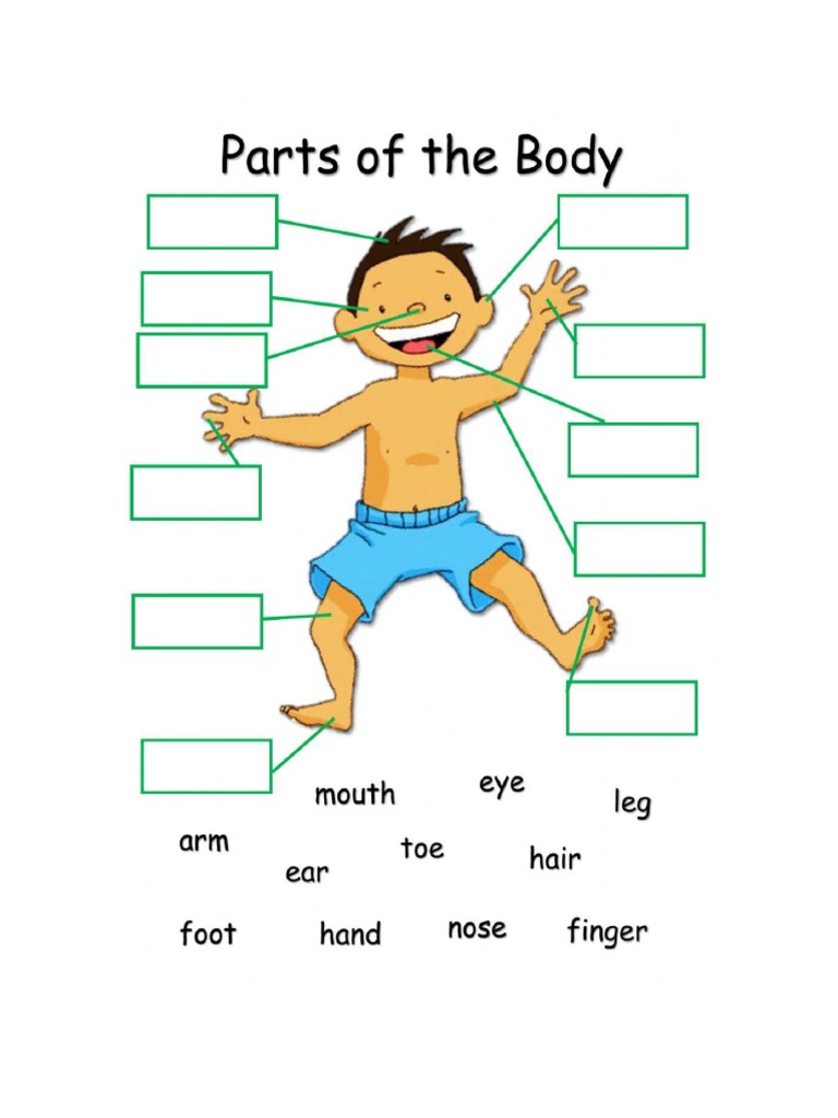parts of the body | PDF