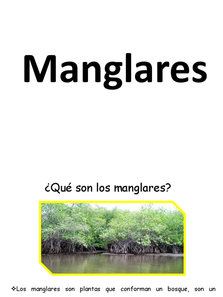 Importancia y amenazas de los manglares | PDF | Mangle | Entorno natural