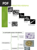 Cuadro Comparativo Entre Hongos Virus y Bacterias | PDF | Las bacterias ...