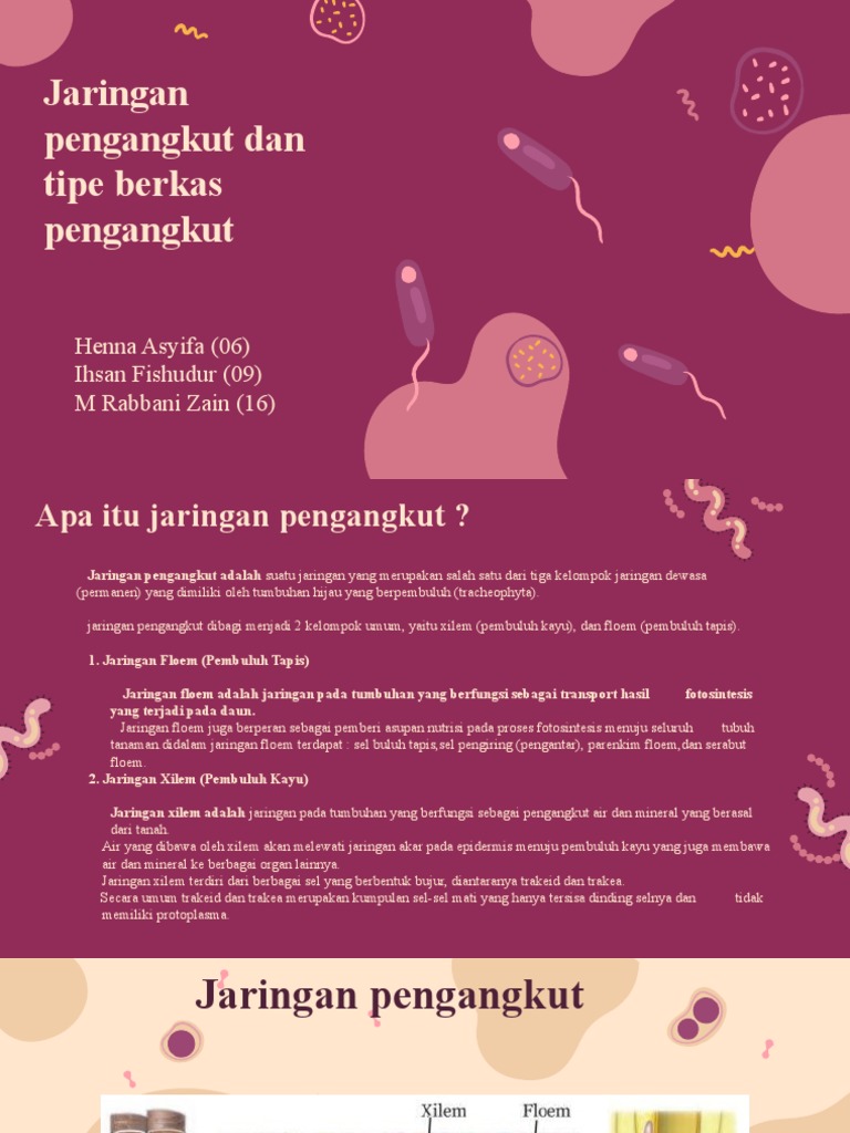 Jaringan Pengangkut Dan Tipe Berkas Pengangkut | PDF