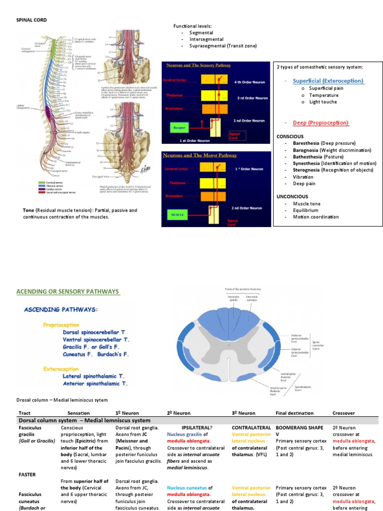 Neuroanatomy tracts | PDF | Spinal Cord | Human Anatomy