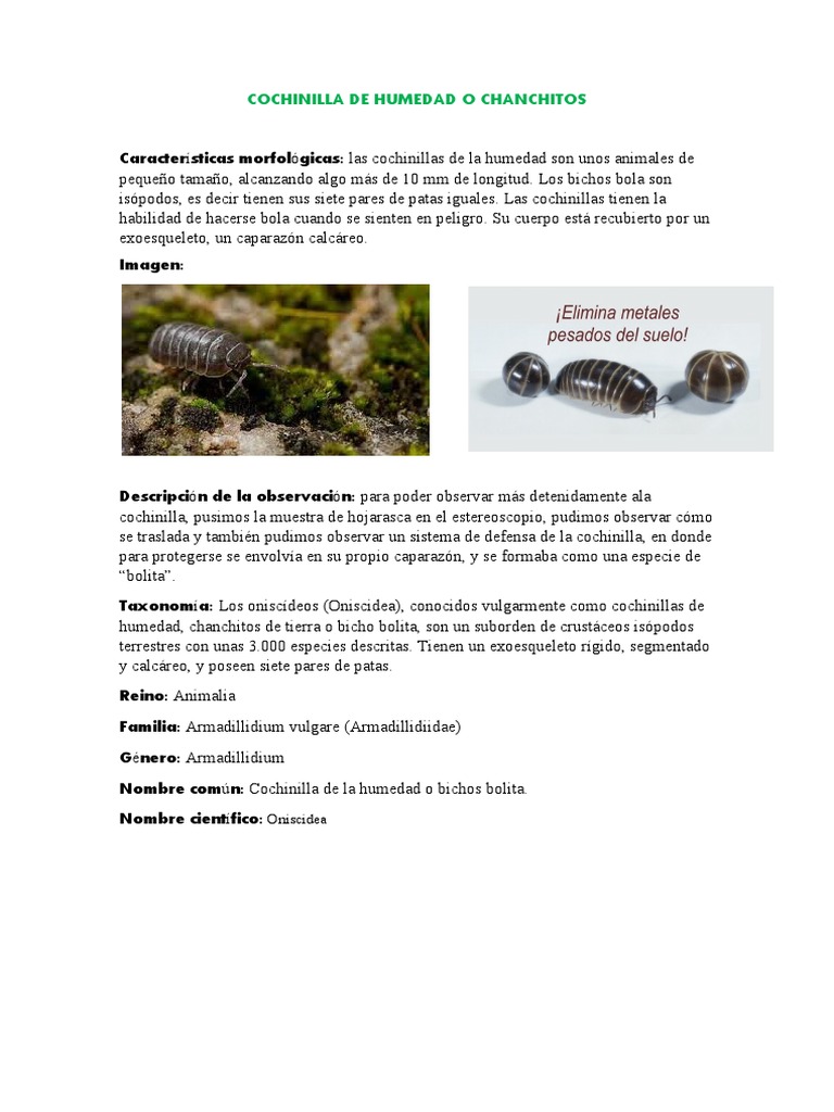 Cochinilla de la Humedad: Características y Taxonomía | PDF | Ciencias ...