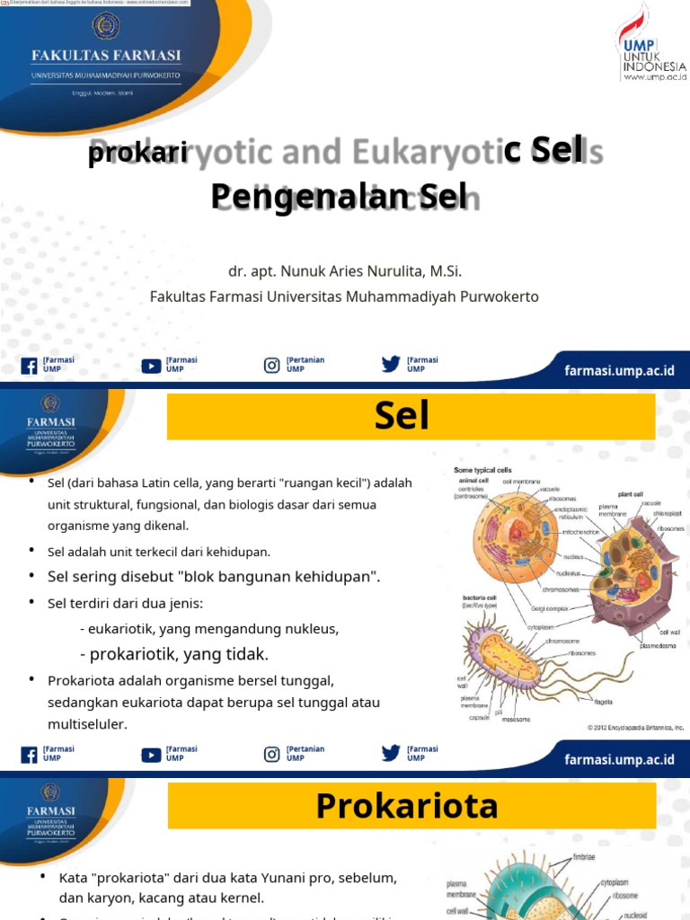 1 Sel Prokariotik Dan Eukariotik PDF - En.id | PDF