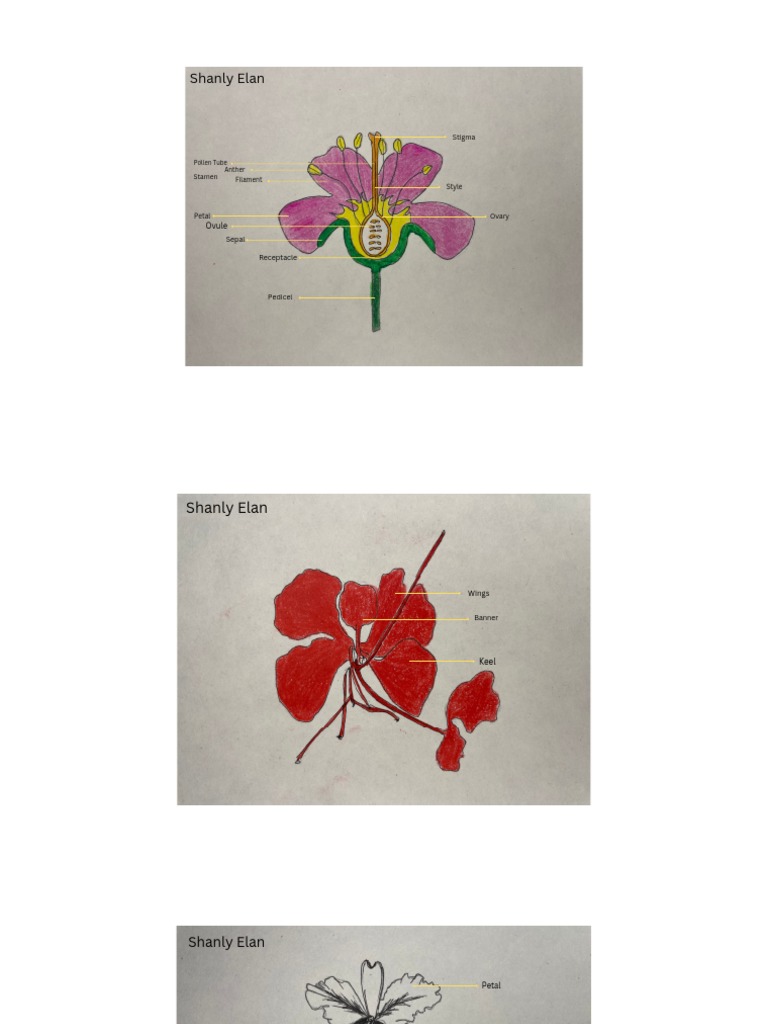 A Visual Exploration of Plant Reproductive Structures and Inflorescence ...