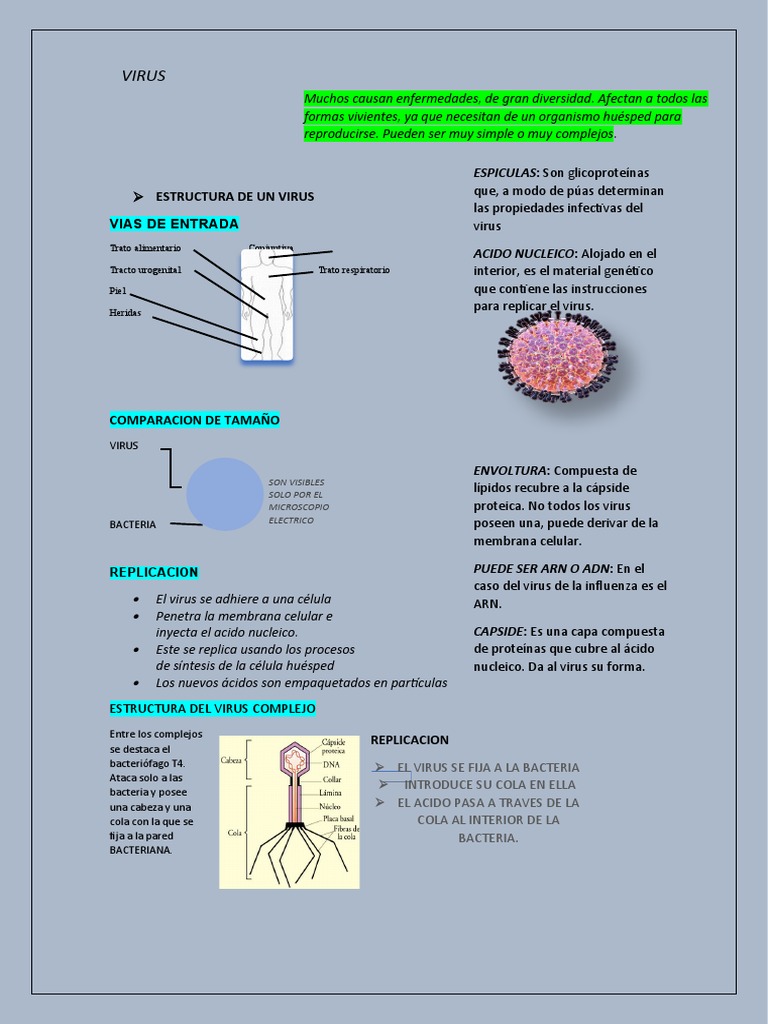 ESTRUCTURA DE UN VIRUS | PDF