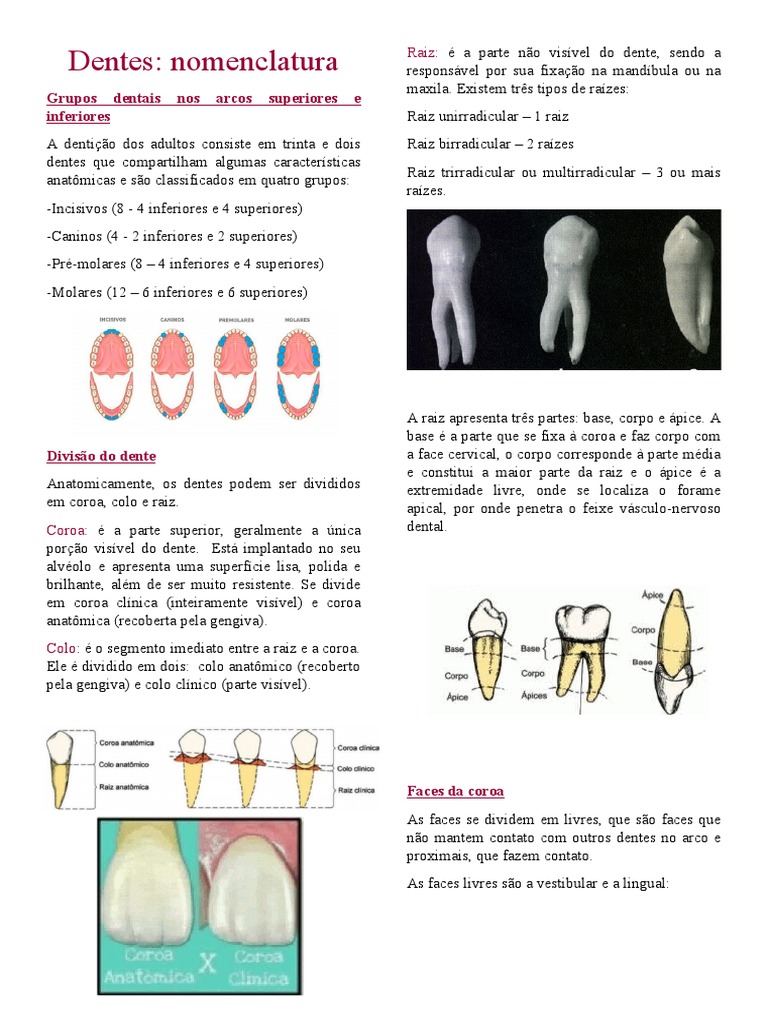 Anatomia e classificação dos dentes humanos | PDF | Dente | Raiz