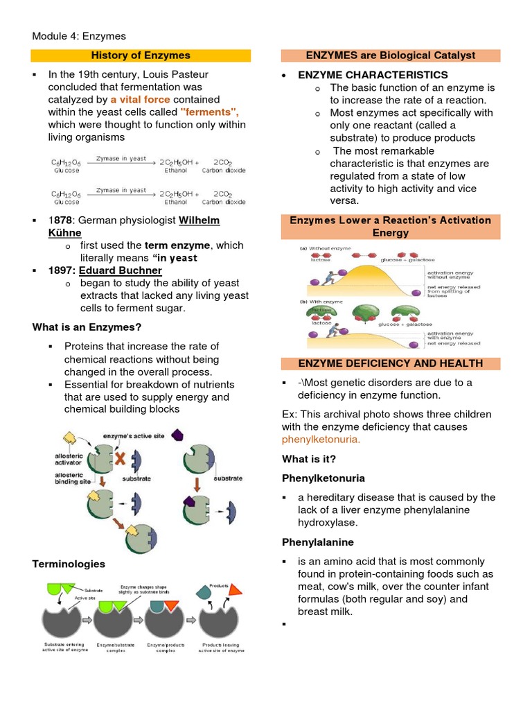 ENZYMES REVIEWER | PDF | Enzyme | Active Site
