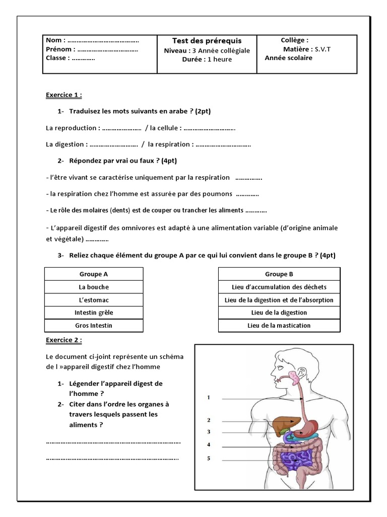 Test Diagnostique 3 Apic | PDF | Tractus gastro-intestinal | Organe