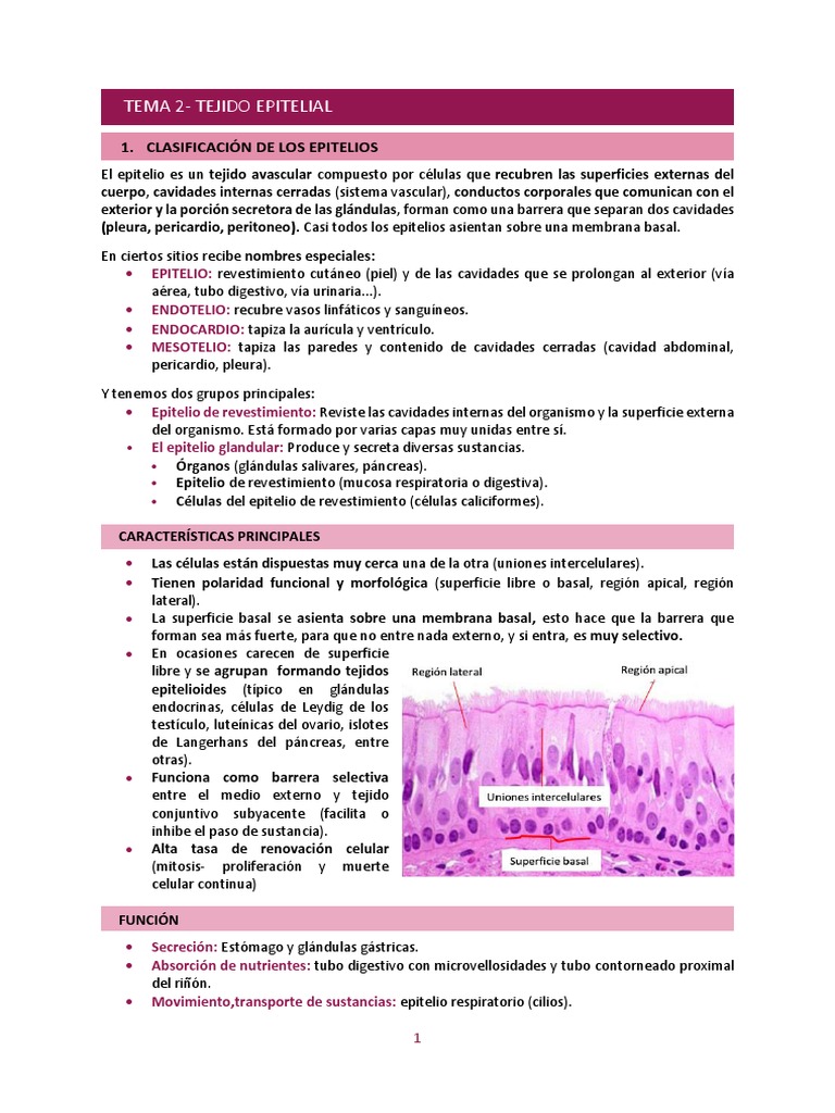Tejido Epitelial | PDF | Epitelio | Anatomía