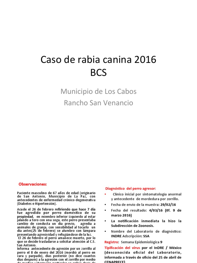 Caso Rabia Canina BCS | PDF | Rabia | Microbiología