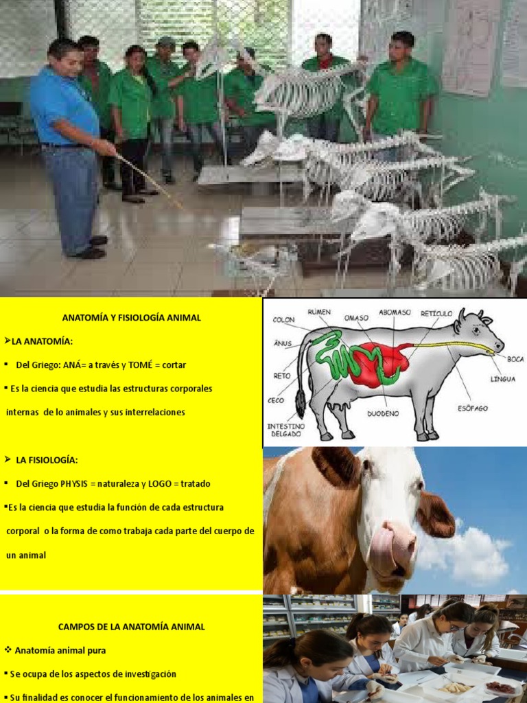 Anatomia Animal | PDF