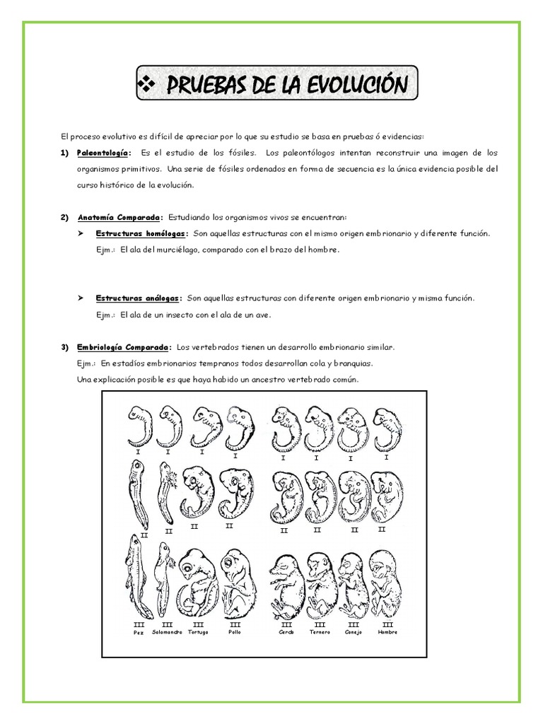 Pruebas de La Evolucion | PDF