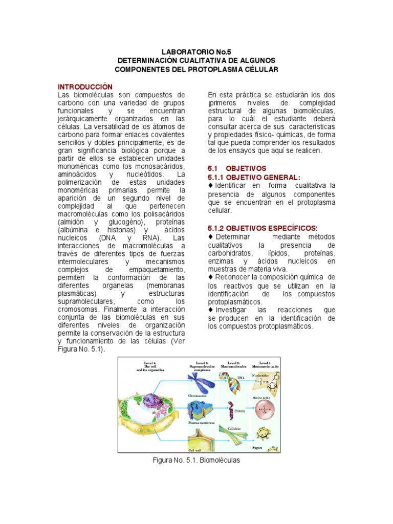 Laboratorio No 5 Componentes Del Protoplasma Actualizada | PDF ...