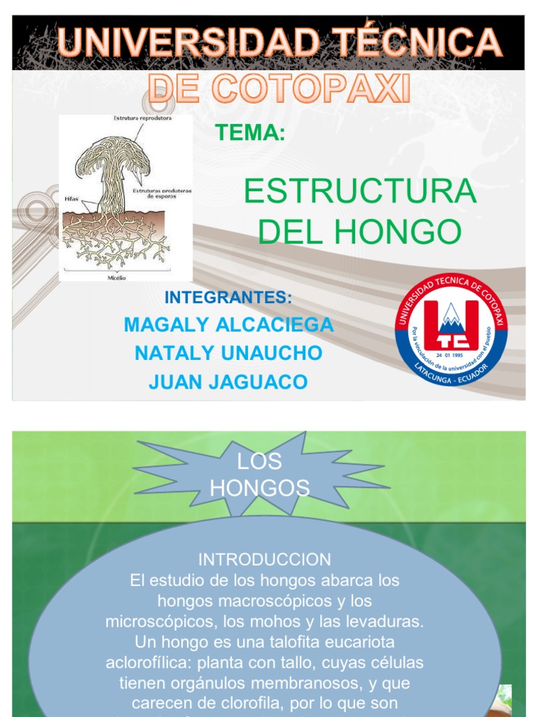 Estructura celular de los hongos | PDF | Hongo | Citoplasma