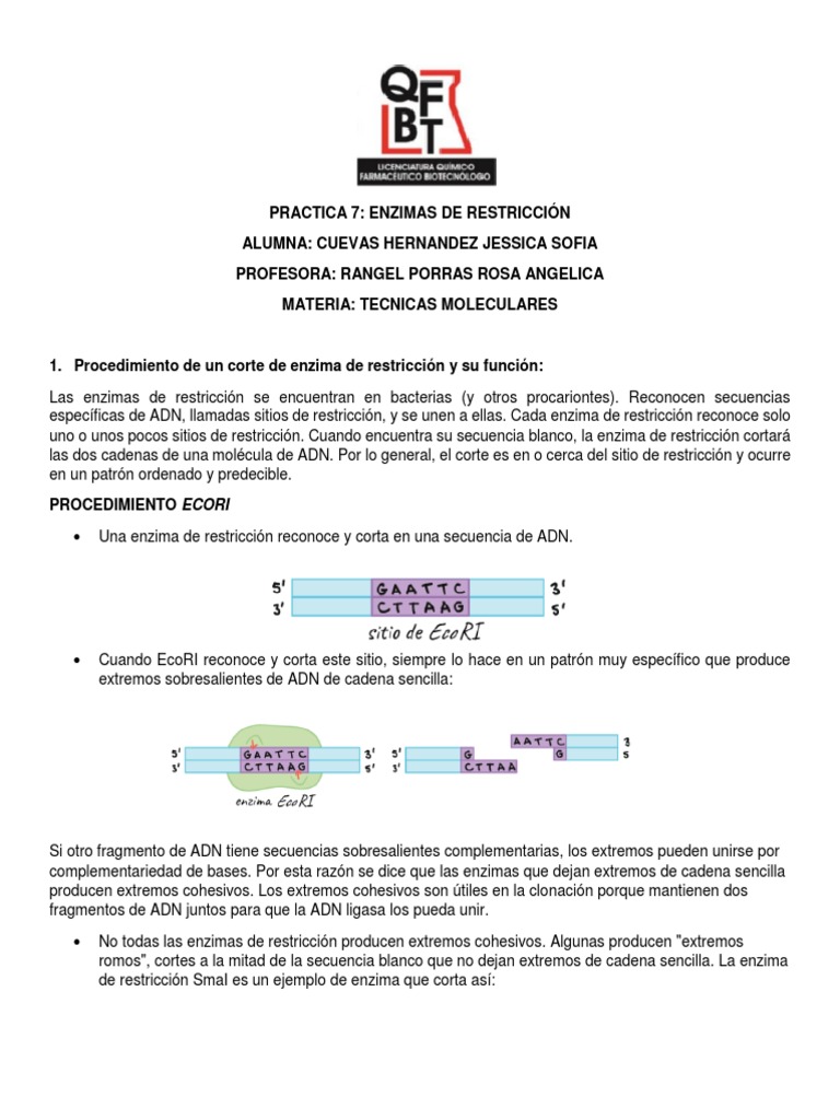 Practica 7 Tec Mole | PDF | Enzima restrictiva | Adn Practica 7 Tec Mole | PDF | Enzima restrictiva | Adn