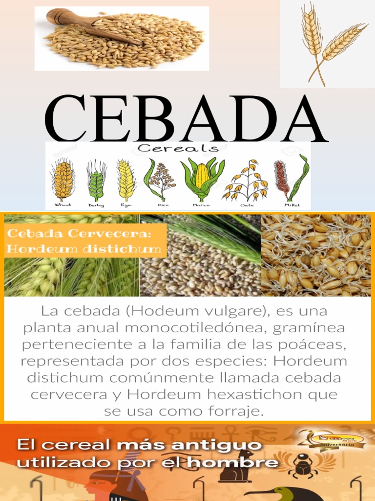 CEBADA | PDF | Negocios | Ciencias sociales